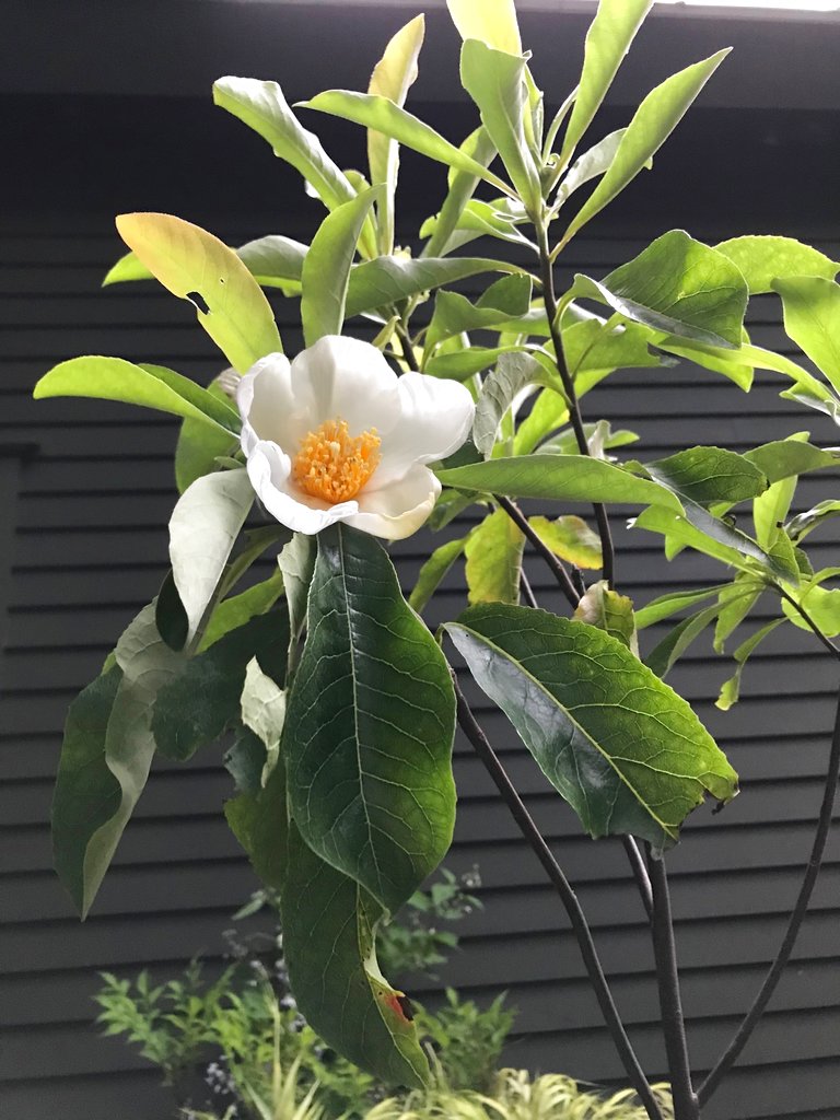 Franklinia: a tree with history and beauty - Sentinel Colorado